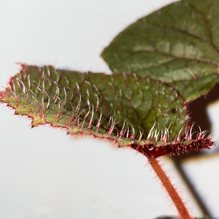 Begonia for Sale - Page 8 of 20 - HappyForestStore