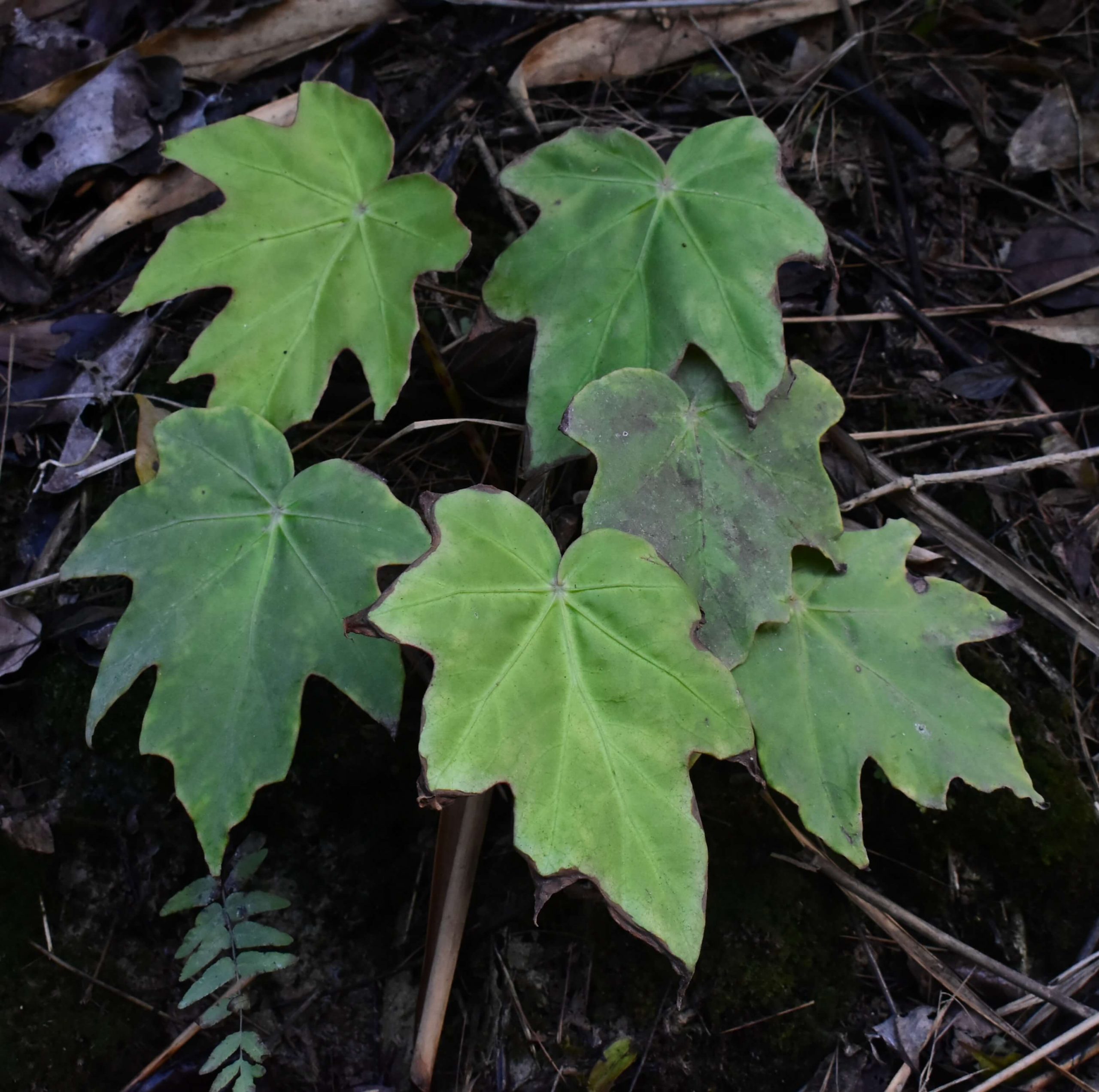Begonia longialata for Sale - HappyForestStore