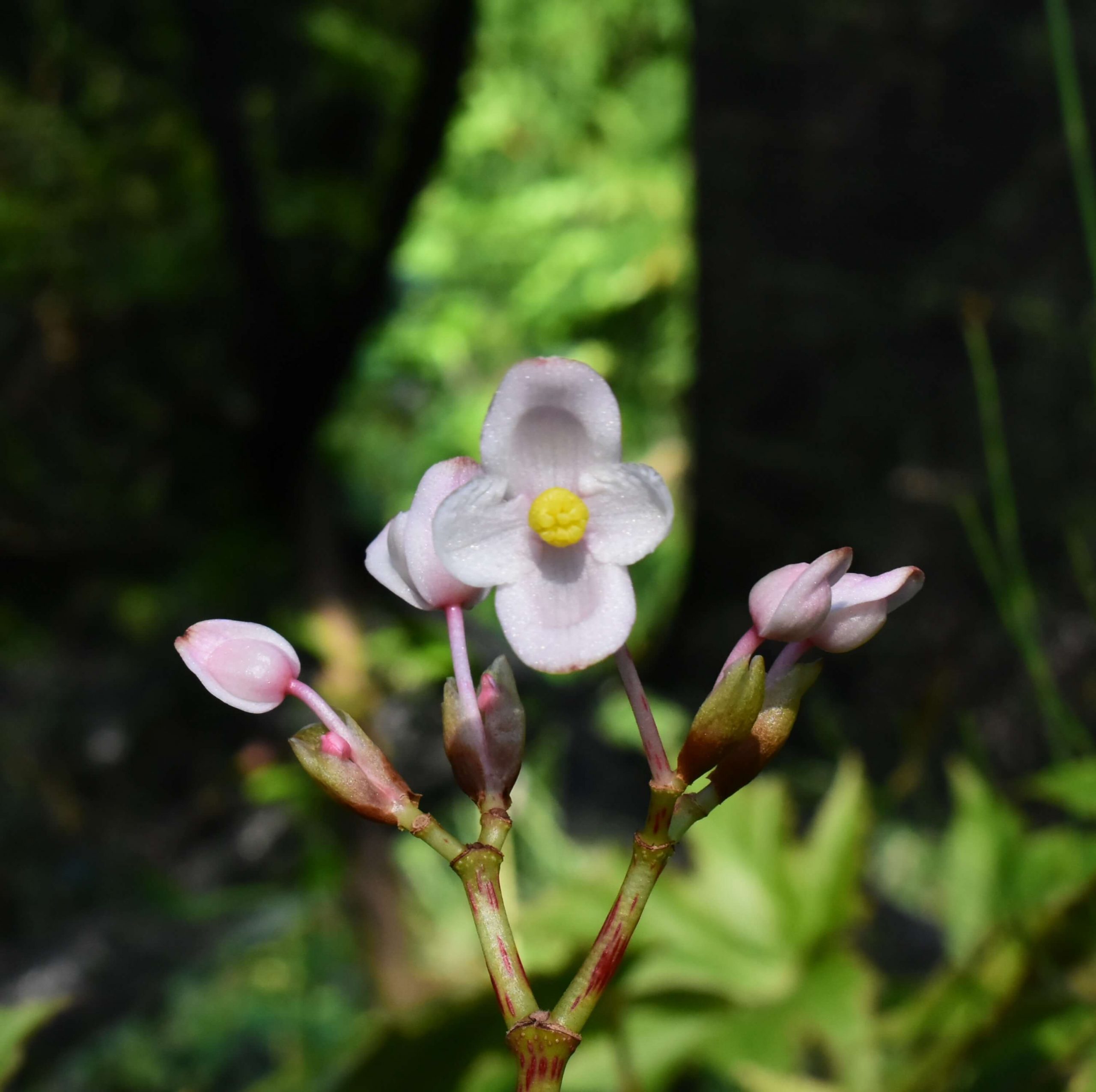 Begonia longialata for Sale - HappyForestStore