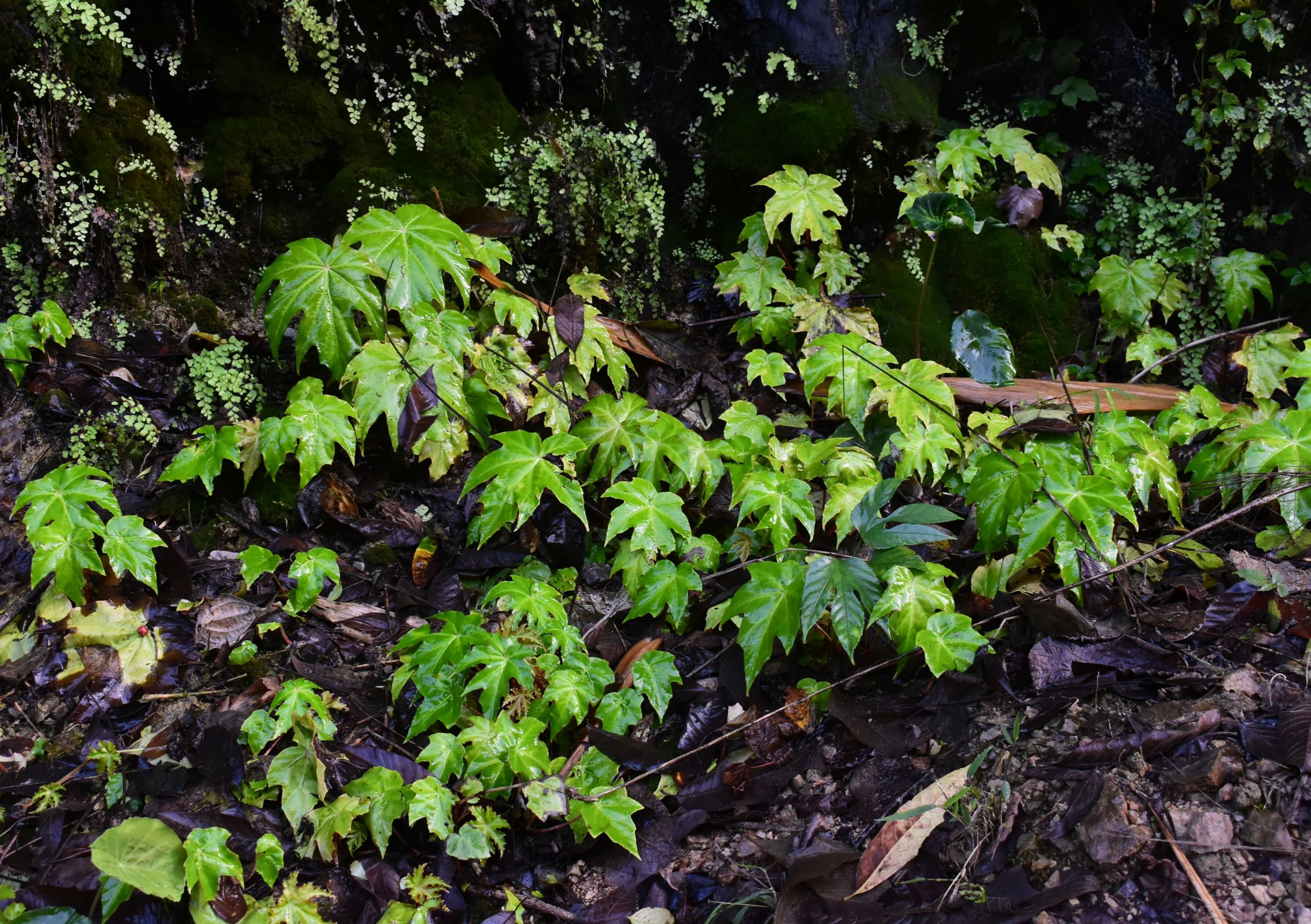 Begonia longialata for Sale - HappyForestStore