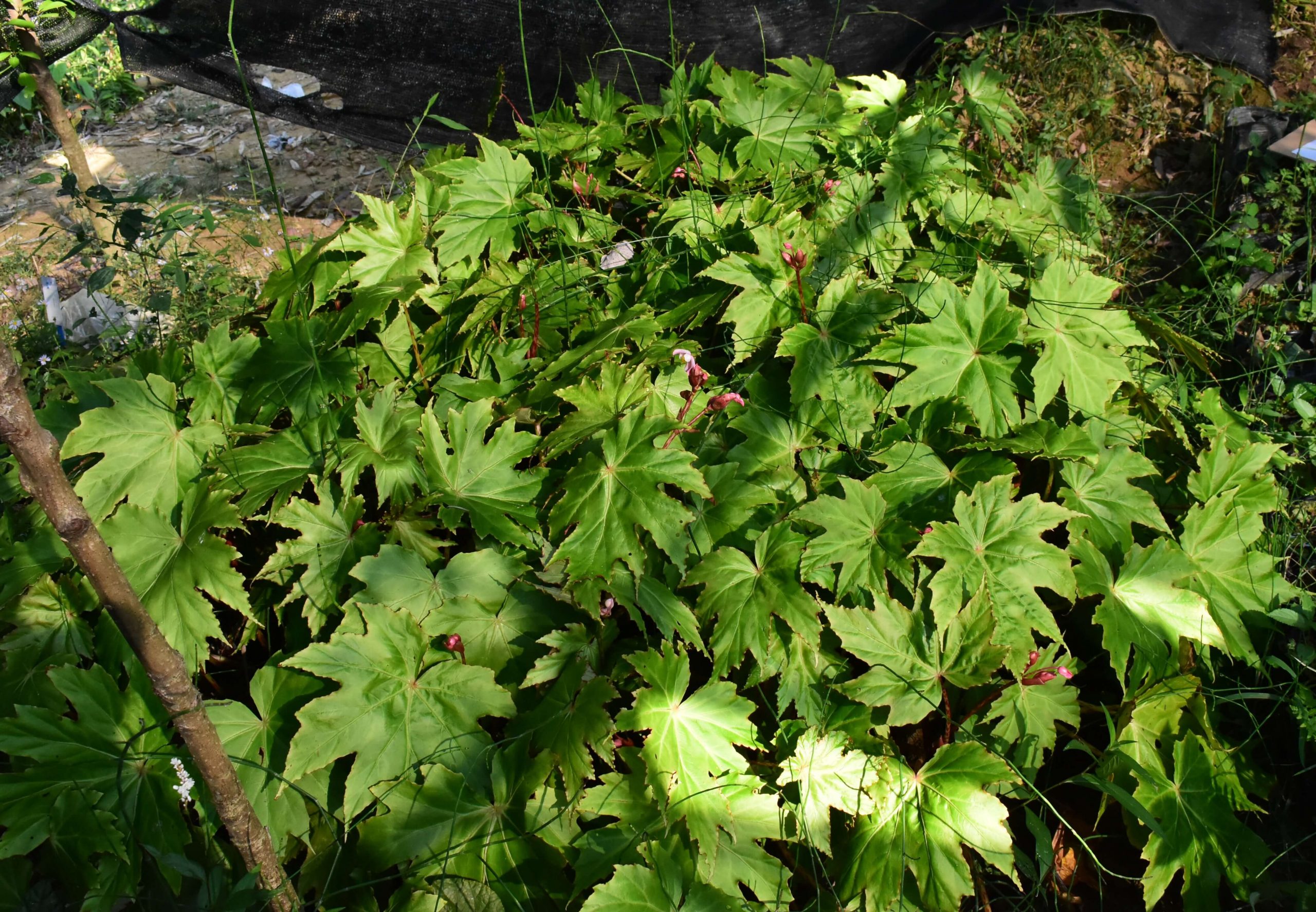 Begonia longialata for Sale - HappyForestStore