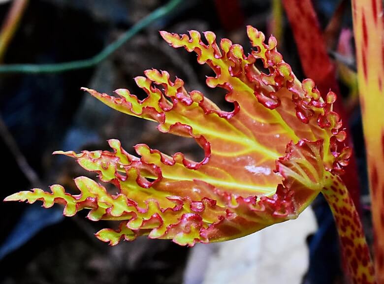 Begonia longialata for Sale - HappyForestStore
