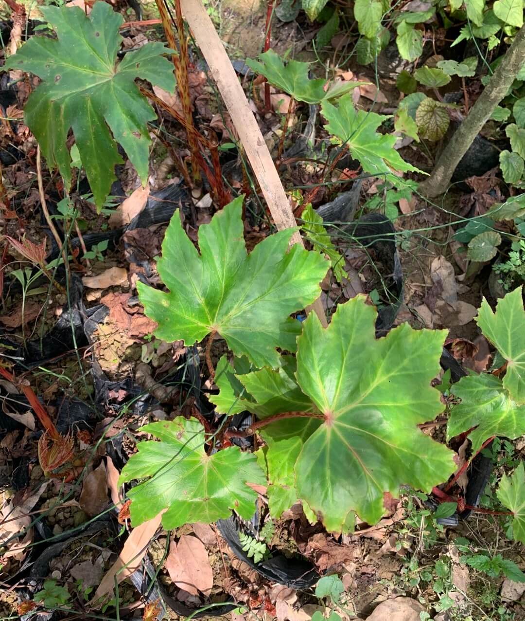 Begonia longialata for Sale - HappyForestStore