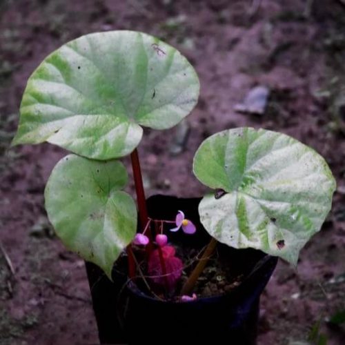 Begonia for Sale - Page 8 of 20 - HappyForestStore