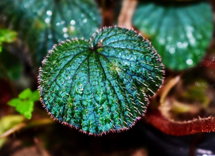 Begonia gulinqingensis for Sale - HappyForestStore