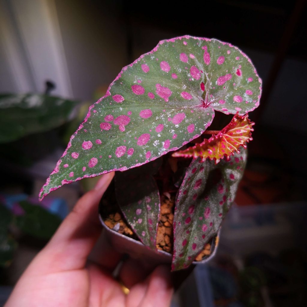 Begonia for Sale - Page 8 of 20 - HappyForestStore
