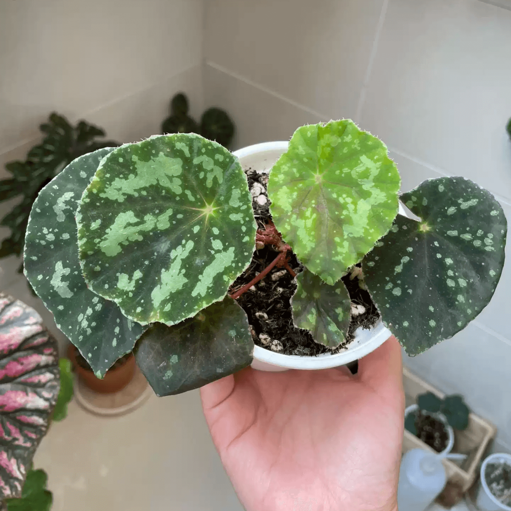 Begonia for Sale - Page 11 of 20 - HappyForestStore