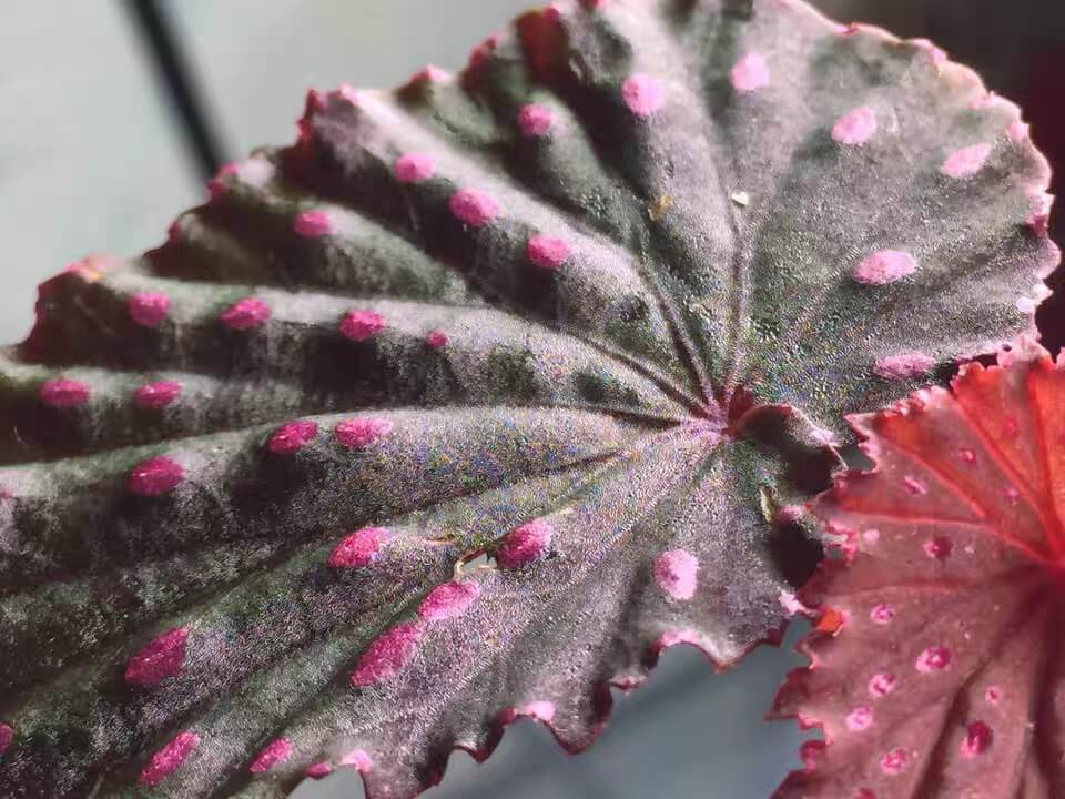 Begonia gracilicyma for Sale - HappyForest