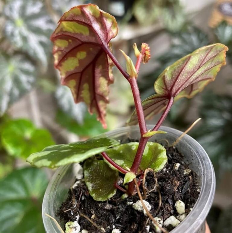 Begonia for Sale - Page 10 of 20 - HappyForestStore