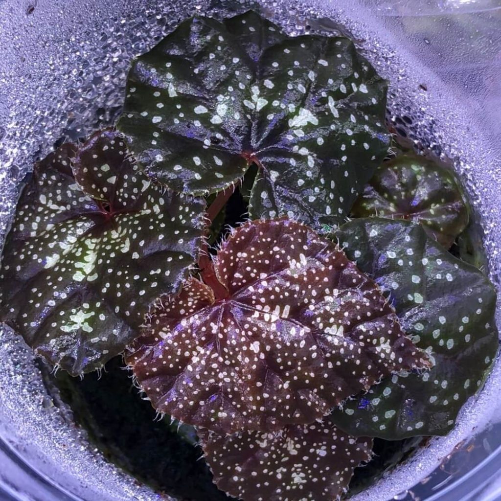 Begonia sp White spots Thailand for Sale - HappyForestStore