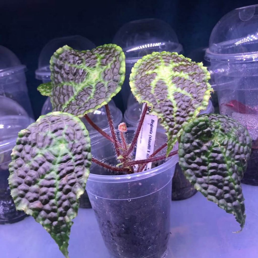 Begonia for Sale - HappyForestStore