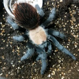 Brachypelma albiceps - Mexican Golden Red rump Tarantula ...