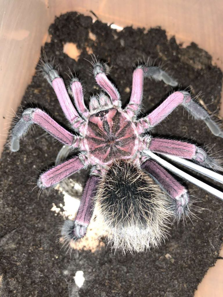 Xenesthis immanis (Colombian Lesserblack Tarantula) for sale ...