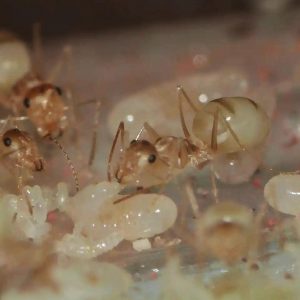 Harpegnathos venator - HappyForestStore for sale