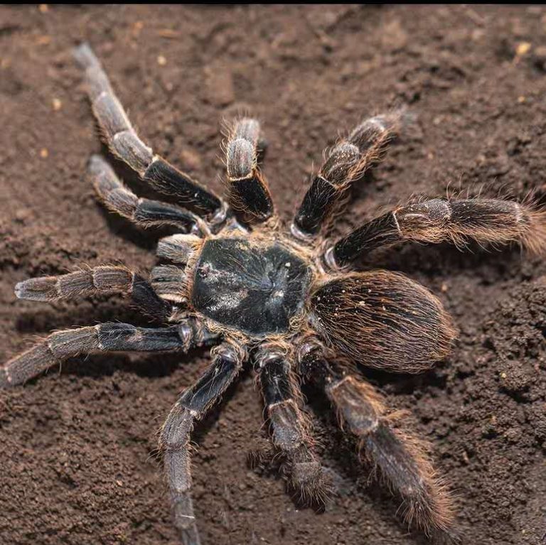 Ornithoctoninae sp. “Ho Chi Minh” (Vietnam) for sale - HappyForestStore