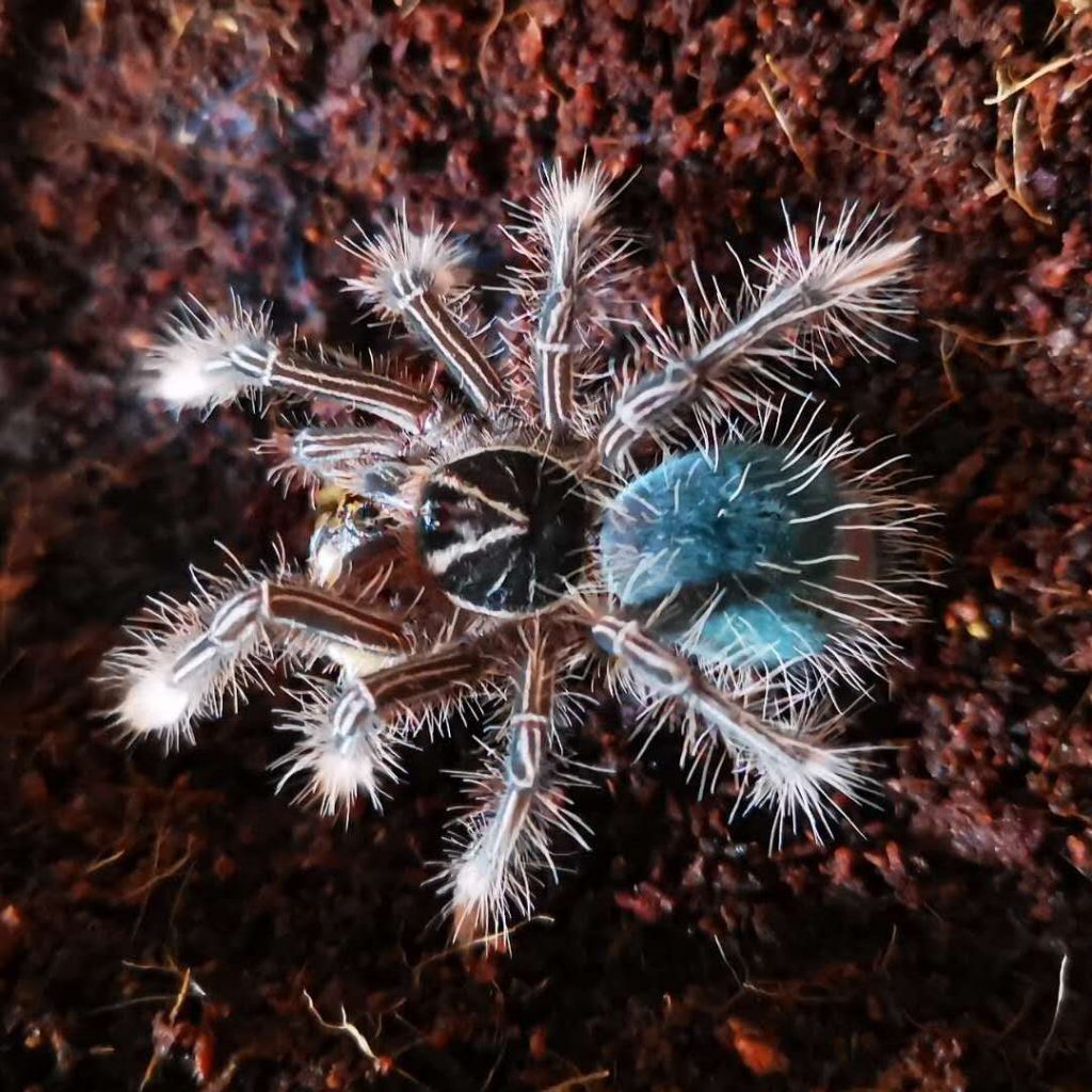 Theraphosa apophysis - Pinkfoot Goliath Bird Eater - HappyForestStore