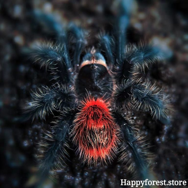 Psalmopoeus victori (Darth Maul Tarantula) for sale - HappyForestStore