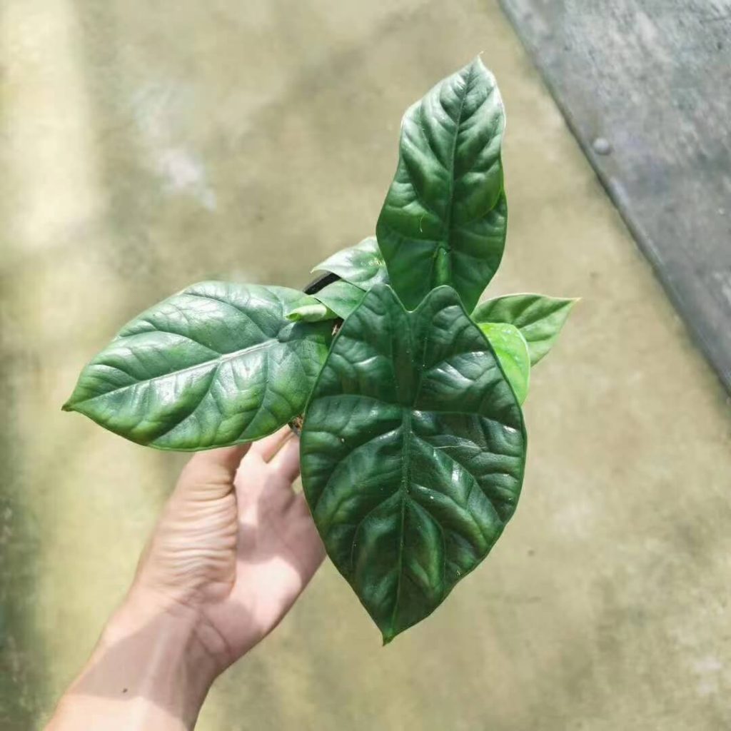 Alocasia Cuprea Red for Sale - HappyForestStore