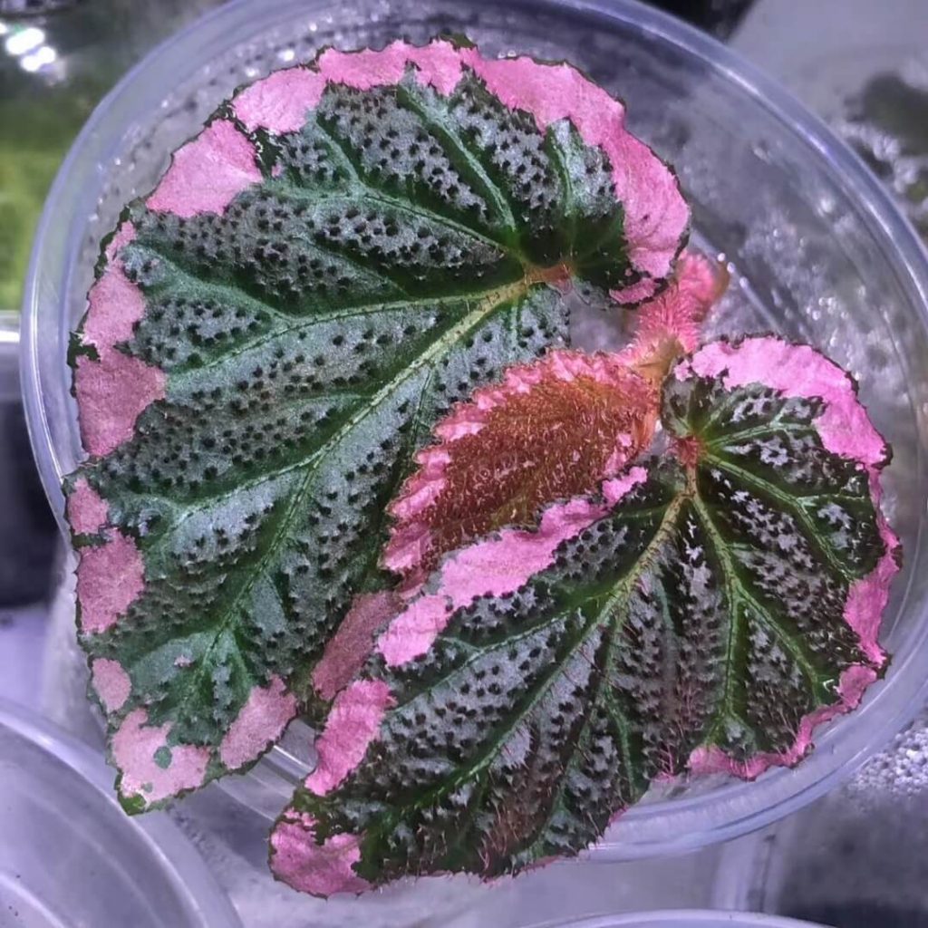 Begonia ocellata for Sale - HappyForestStore