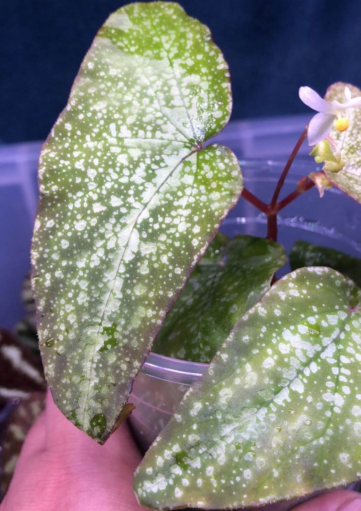 Begonia sp White spots for Sale - HappyForestStore