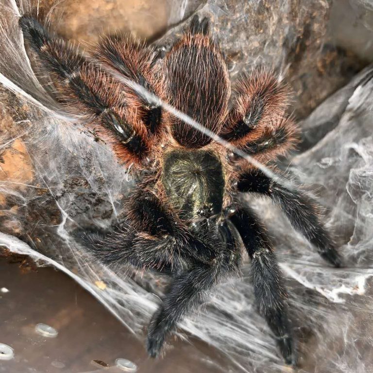 Psalmopoeus victori (Darth Maul Tarantula) for sale - HappyForestStore