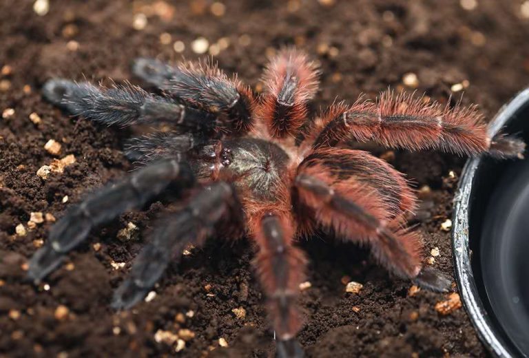 Psalmopoeus victori (Darth Maul Tarantula) for sale - HappyForestStore