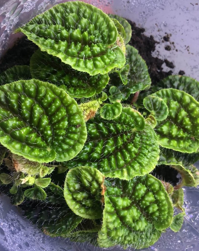 Sonerila sp Green Sumatra for Sale - HappyForestStore