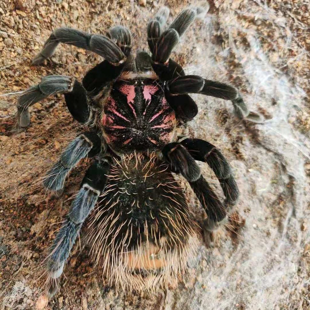 Birupes simoroxigorum (Borean Neon-Blue Leg Tarantula) for sale ...