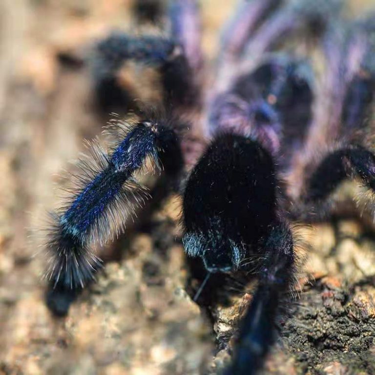 Tarantulas for Sale - Page 2 of 13 - HappyForestStore