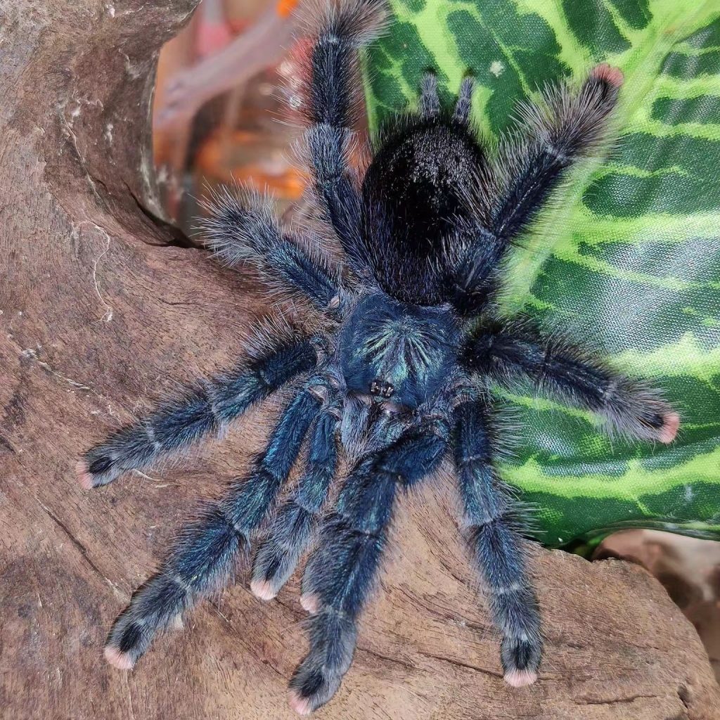 Tarantulatok Tarantula Normalisetarantulasaspets Tarantulas