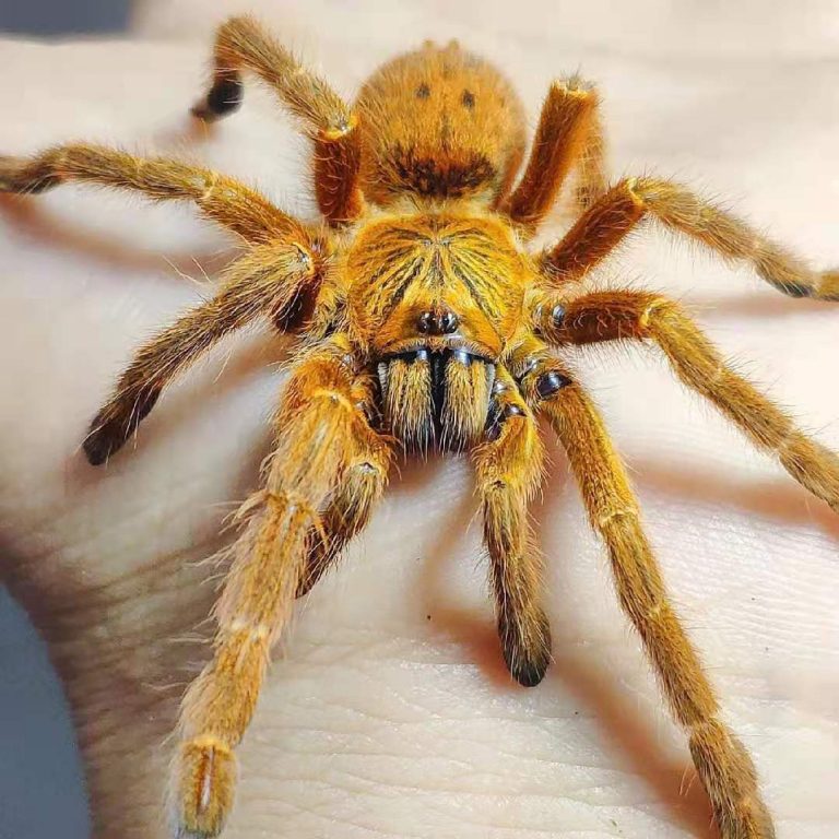 Pterinochilus murinus (Orange Baboon Tarantula) - HappyForestStore