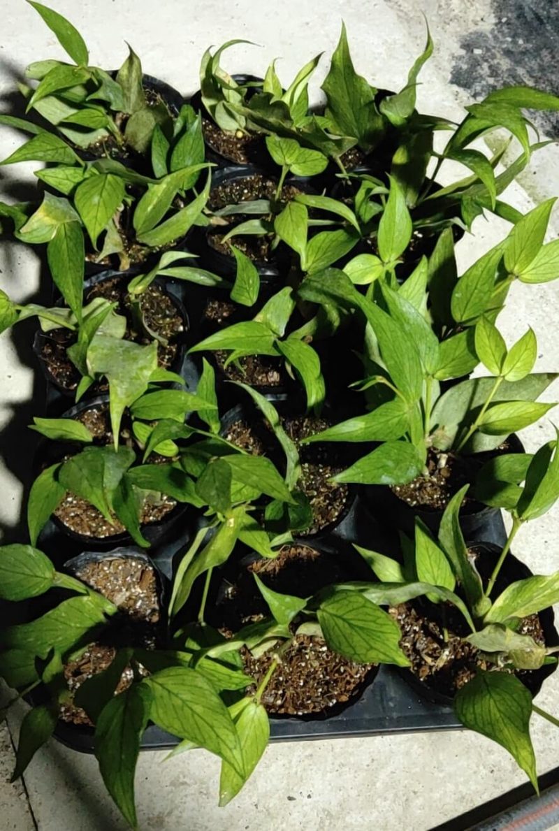 Fishtail hoya (Hoya polyneura) for Sale - HappyForest