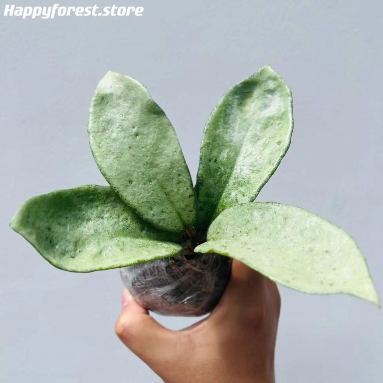 (Rare) Hoya lima splash for Sale - HappyForestStore