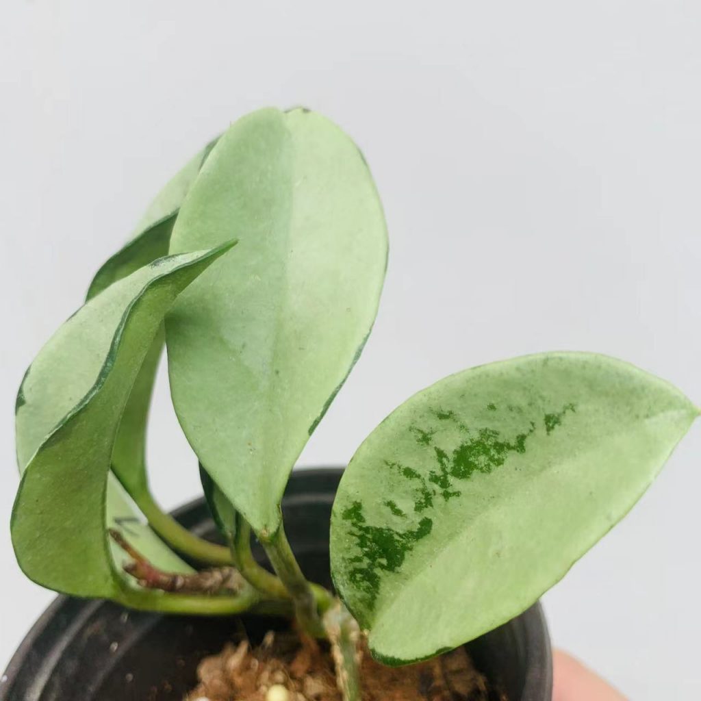 (Rare) Hoya tengchongensis for sale - HappyForestStore