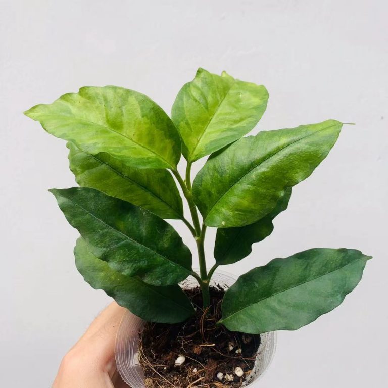 Hoya undulata for sale - HappyForestStore