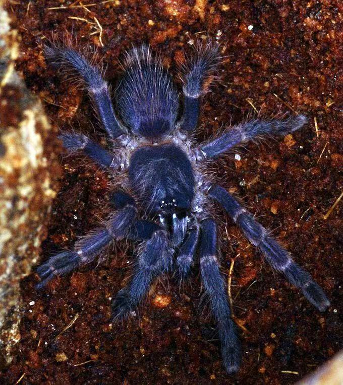 Orphnaecus sp. “blue Panay” for sale - HappyForestStore