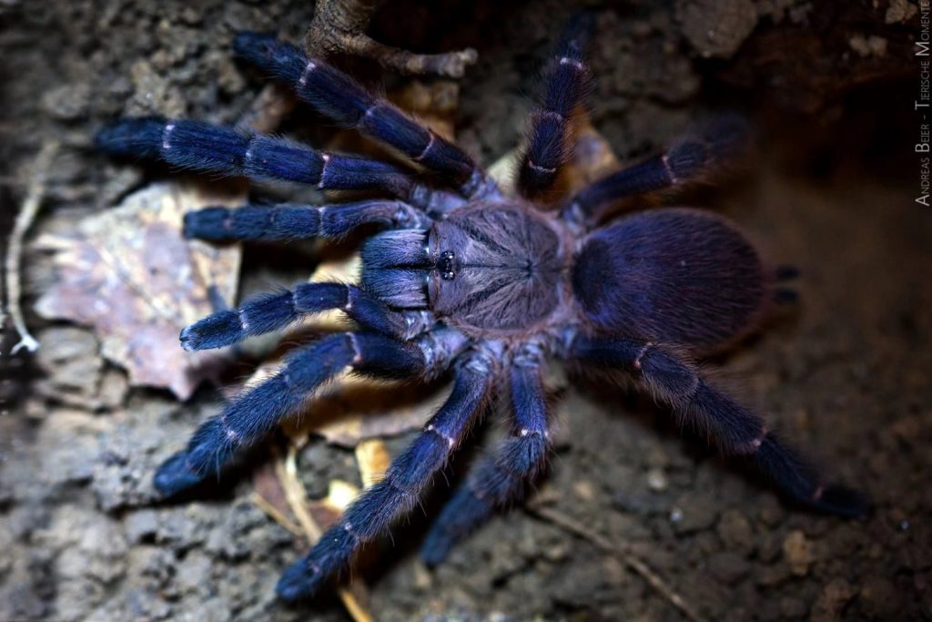 Orphnaecus sp. “blue Panay” for sale - HappyForestStore