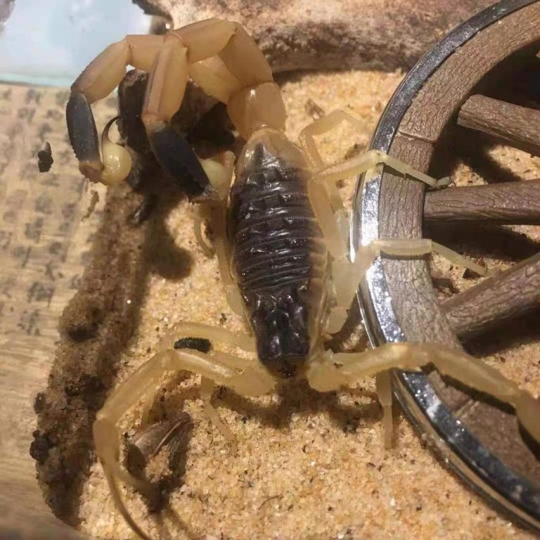 Scorpions for Sale - Page 2 of 4 - HappyForestStore