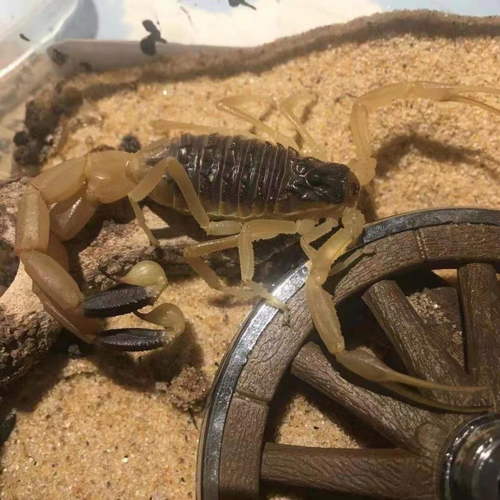 Nebo whitei scorpion for sale - HappyForestStore