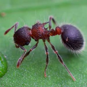 Messor cephalotes - Giant African Harvester Ant for sale - HappyForestStore