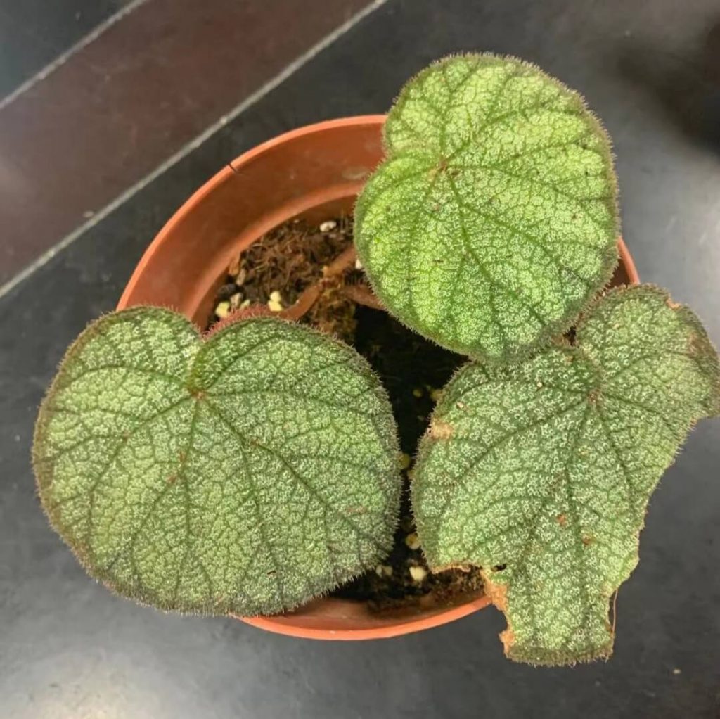 Begonia for Sale - Page 8 of 20 - HappyForestStore