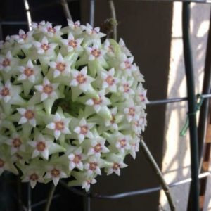 (Rare) Hoya lima splash for Sale - HappyForestStore