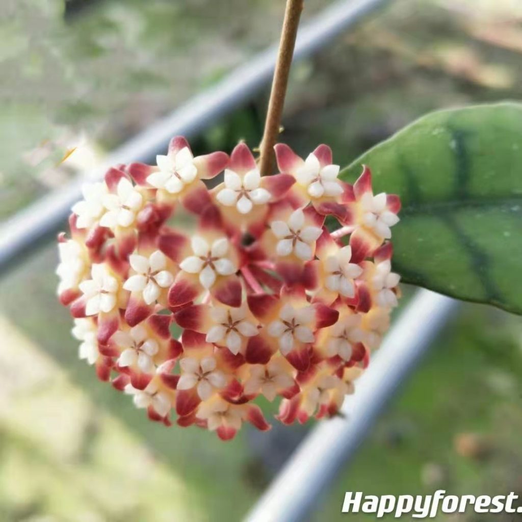 Hoya callistophylla ssp. long leaf for sale - HappyForestStore