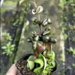 (Rare) Hoya lima splash for Sale - HappyForestStore