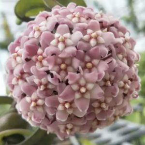 (Rare) Hoya lima splash for Sale - HappyForestStore