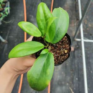 (Rare) Hoya lima splash for Sale - HappyForest