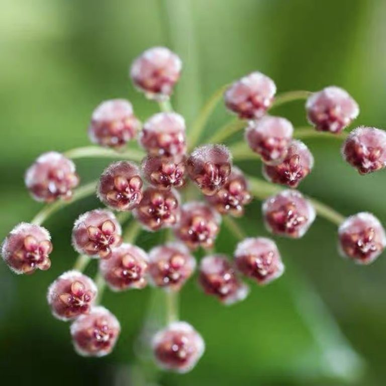 (Rare) Hoya lima splash for Sale - HappyForestStore
