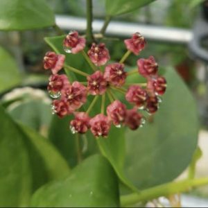 Hoya macrophylla Splash snow queen for sale - HappyForest