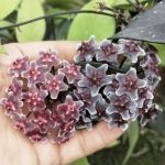 (Rare) Hoya lima splash for Sale - HappyForestStore