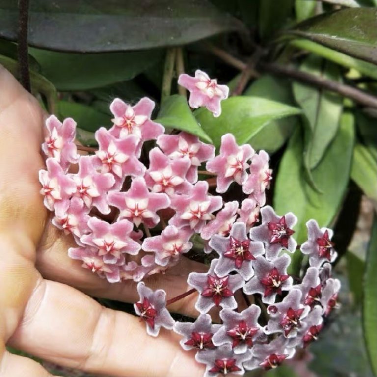 Hoya macrophylla Splash snow queen for sale - HappyForestStore